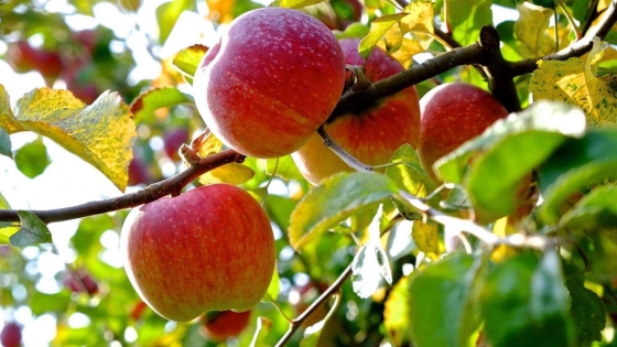 Quảng bá thương hiệu ẩm thực và thưởng thức táo Pháp ở TP.HCM